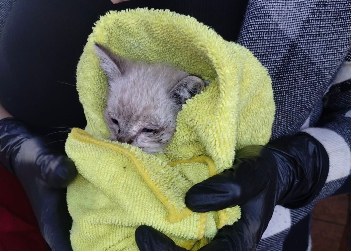 Rescatan a un gato atrapado en una alcantarilla – Said Betanzos